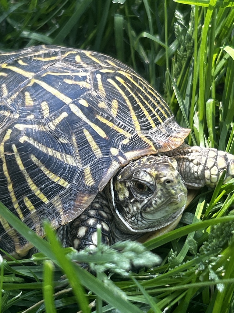 Ornate Box Turtle from Kent Ave, Burwell, NE, US on May 31, 2023 at 03: ...