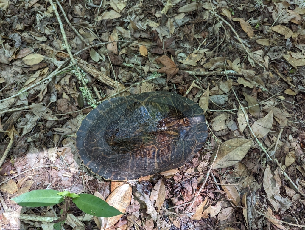Cooters from Floral City, FL 34436, USA on May 27, 2023 at 11:36 AM by ...