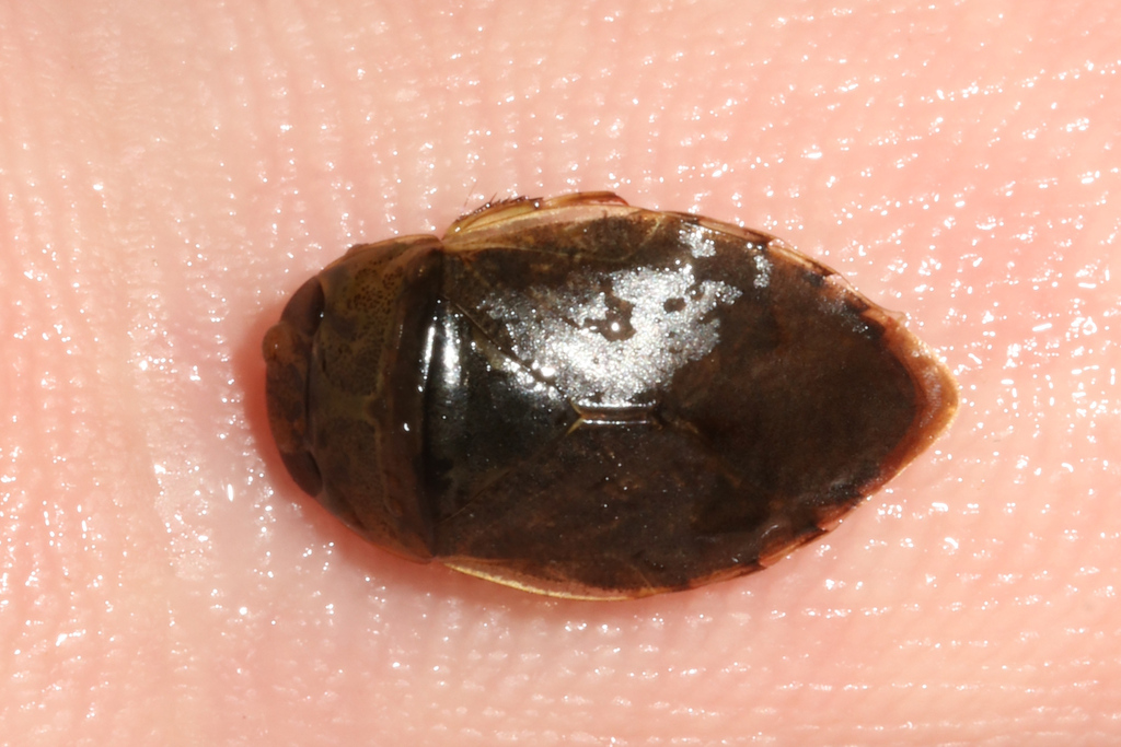 saucer bug from 7100 Neusiedl am See, Österreich on May 31, 2023 at 09: ...