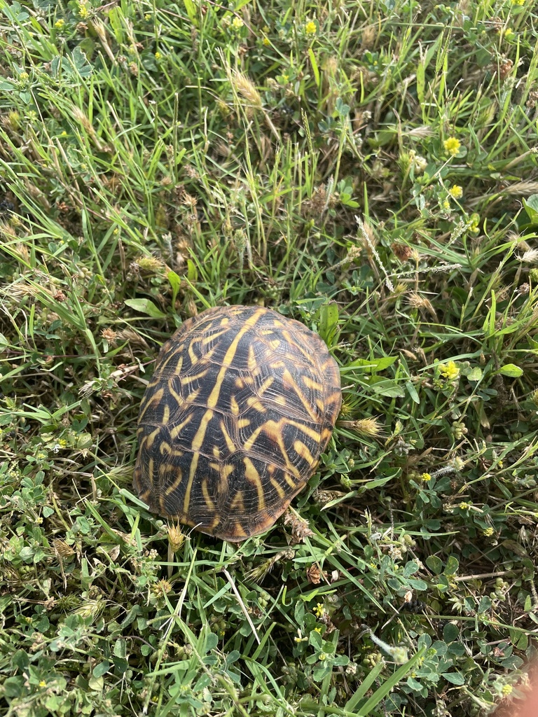Ornate Box Turtle from Vintage Dr, Norman, OK, US on May 31, 2023 at 05 ...