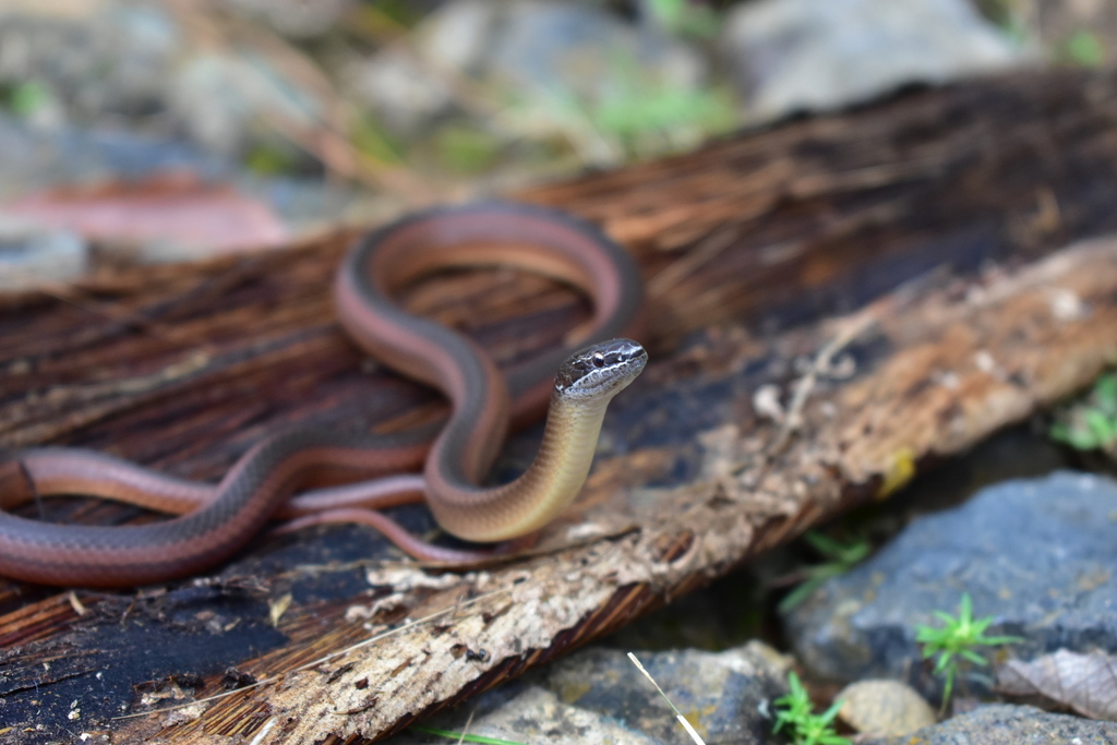 Crowned Graceful Brown Snake from Volcán de Tequila, Jalisco, México on ...