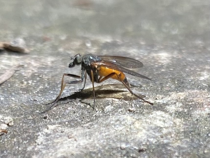 Rocky Mountain bite flies from Sanborn County Park, Saratoga, CA, US on ...
