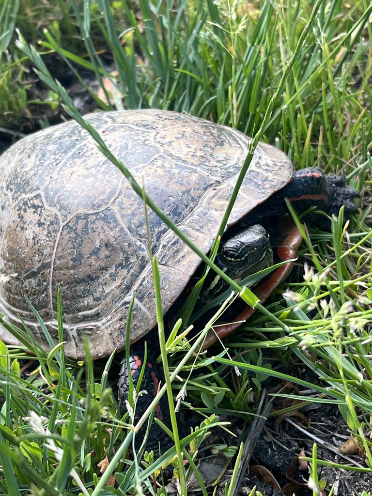 Painted Turtle from Boulder Ct, Long Grove, IL, US on May 31, 2023 at ...