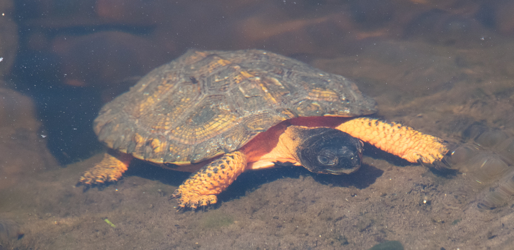 Wood Turtle in May 2023 by billryerson · iNaturalist