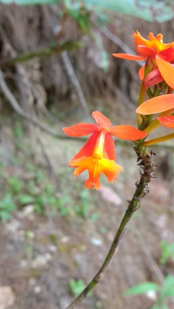 Fire-star orchid from Unnamed Road, Oaxaca, México on November 20, 2018 ...