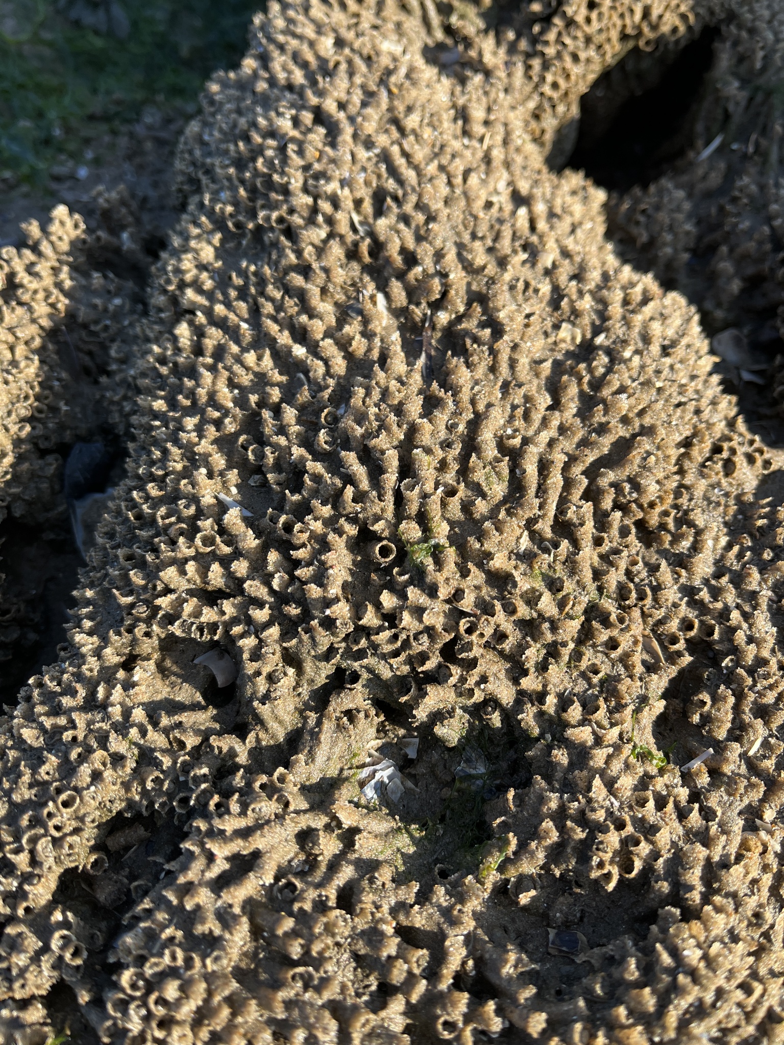 Sabellaria alveolata (Linnaeus, 1767)