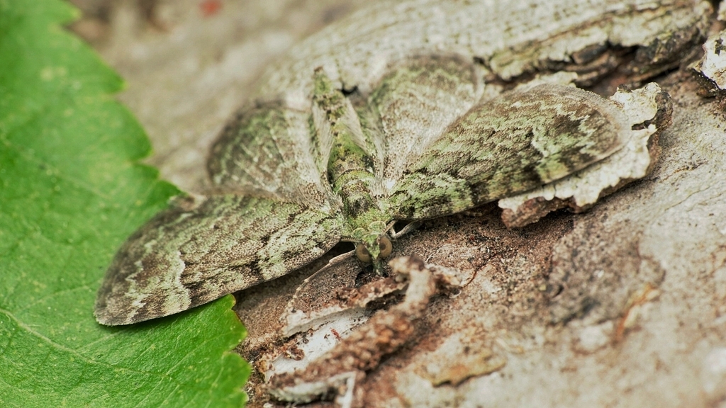 Green Pug from Cicero on May 31, 2023 at 01:57 PM by Steve Rhinehart ...