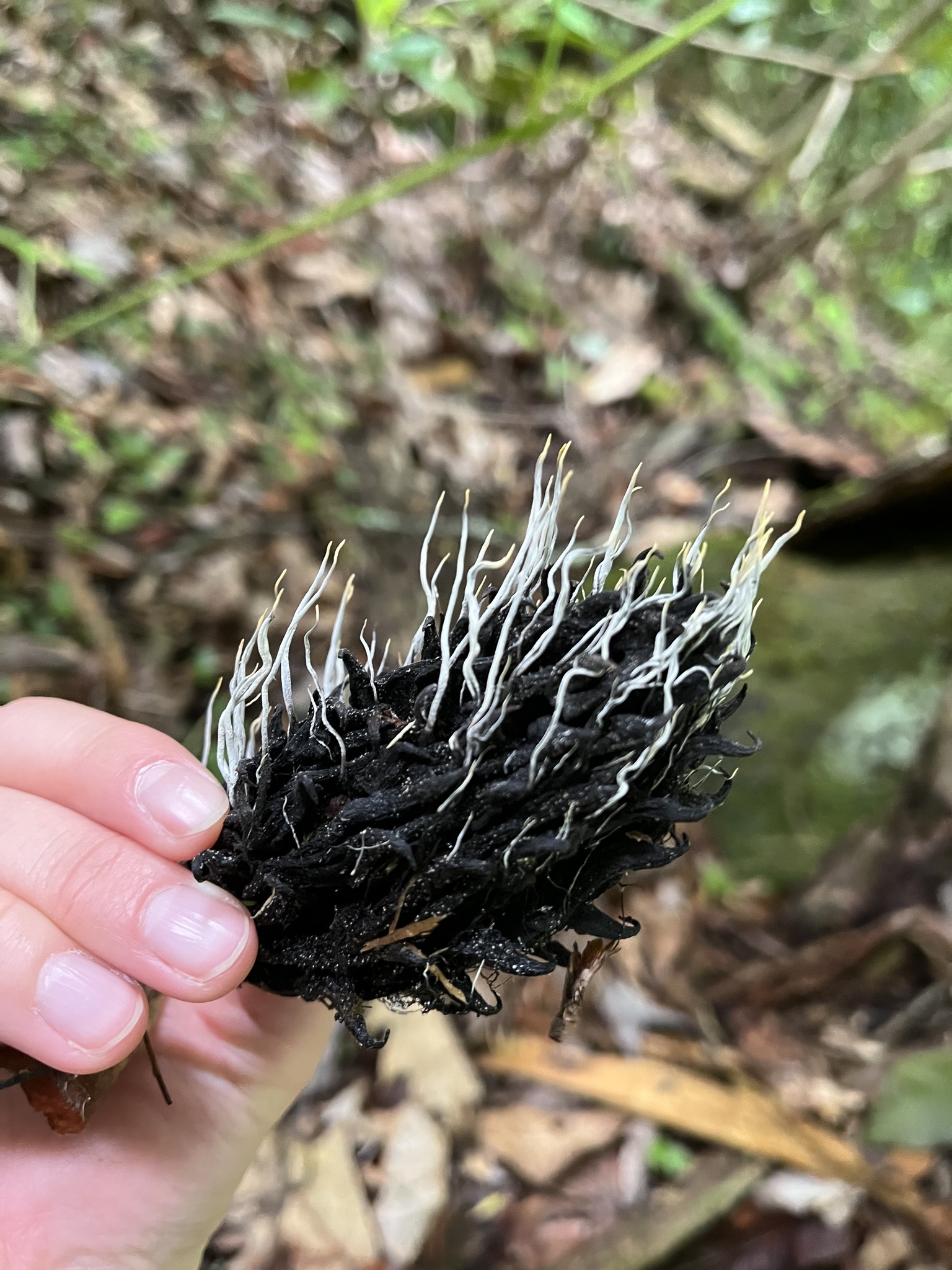Xylaria magnoliae J.D.Rogers