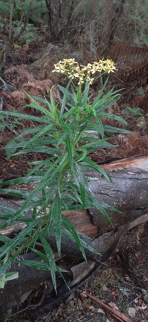 fireweed groundsel from W5QX+66, Margate TAS 7054, Australia on June 1 ...