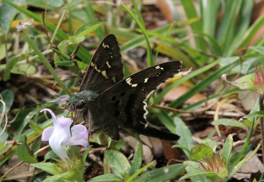 Long-tailed Skipper from East Fort Lauderdale, Fort Lauderdale, FL, USA ...