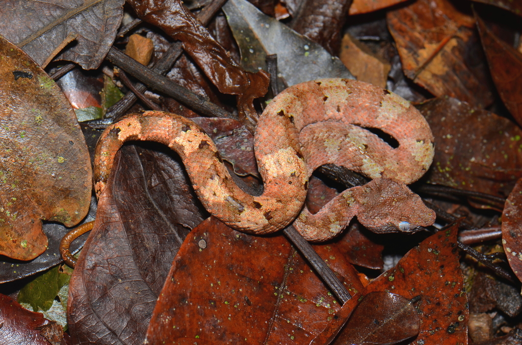 Sumatran Palm Pit Viper (Craspedocephalus andalasensis) - Snakes and ...