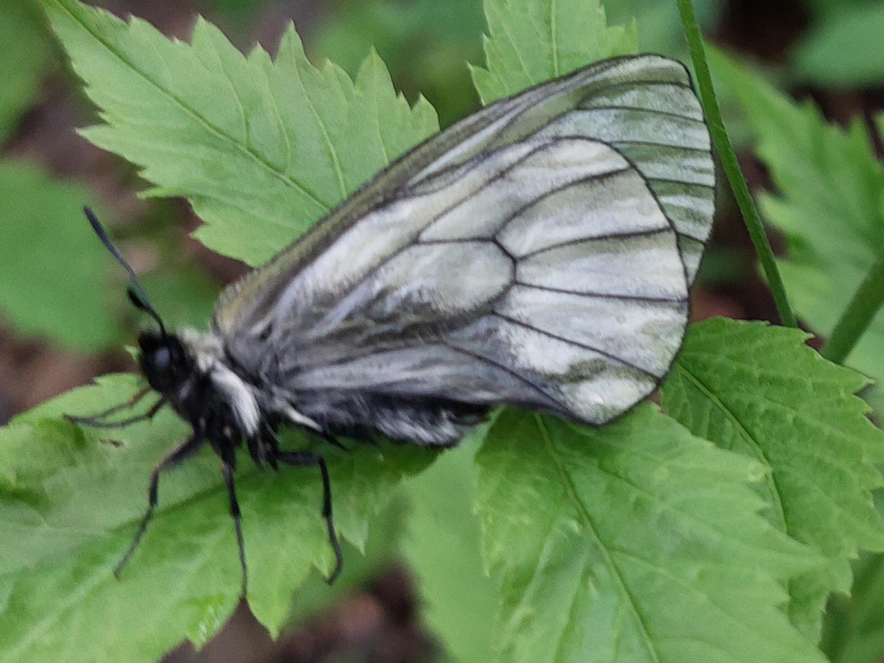 Parnassius stubbendorfii Ménétriés, 1849