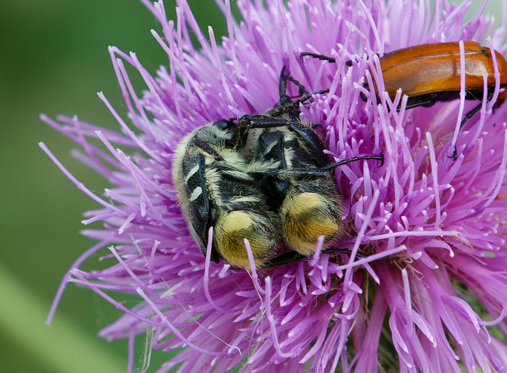 Texas Flower Scarab from Fort Worth, TX, USA on May 28, 2023 at 09:20 ...