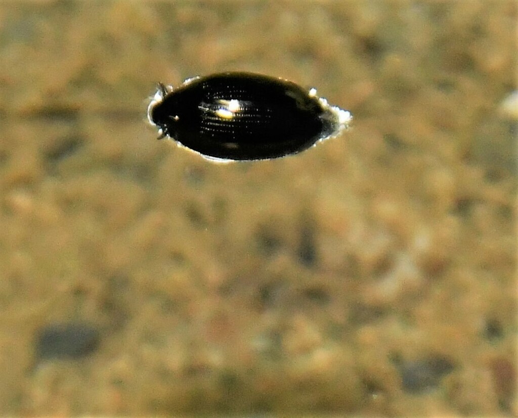 Gyrinus from Santa Barbara County, CA, USA on May 29, 2023 at 09:11 PM ...