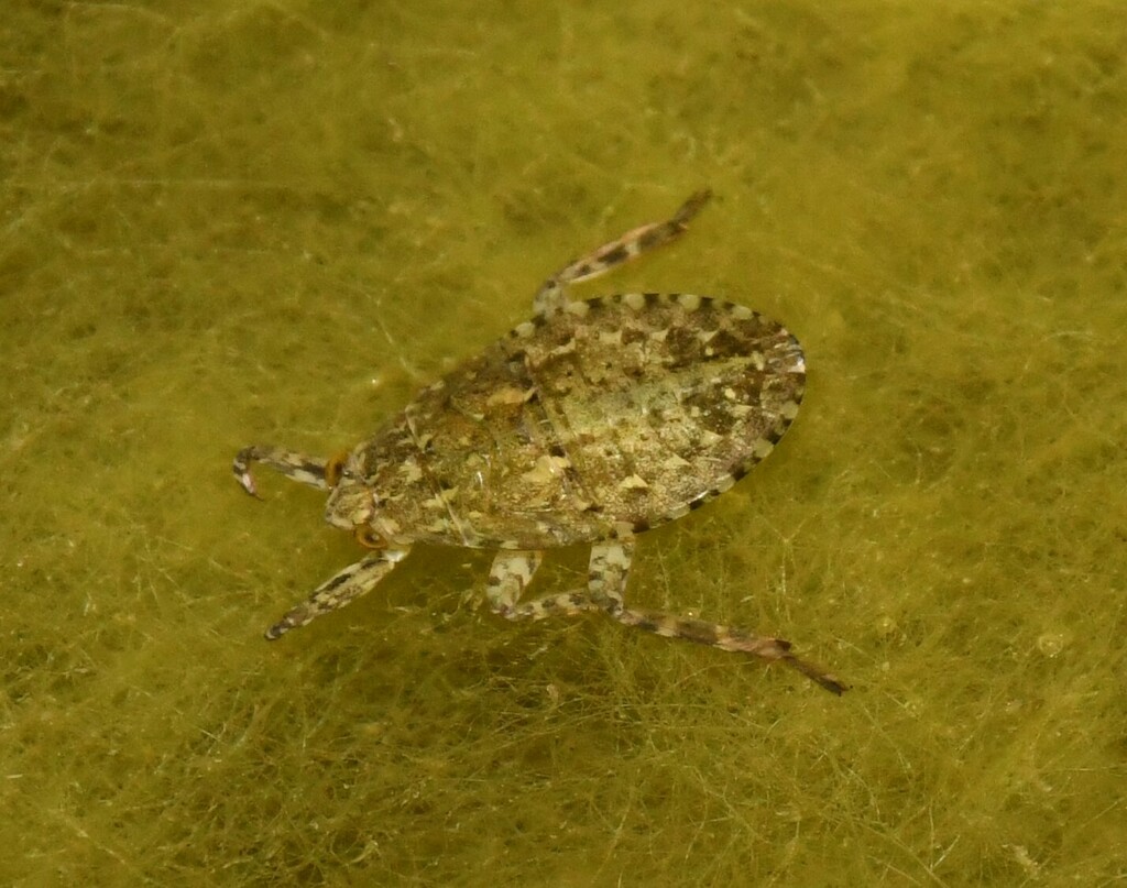 Abedus indentatus from Santa Barbara County, CA, USA on May 29, 2023 at ...