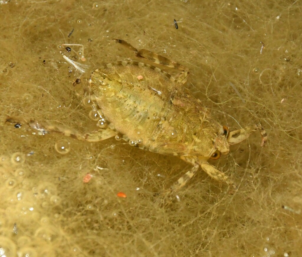 Abedus indentatus from Santa Barbara County, CA, USA on May 29, 2023 at ...