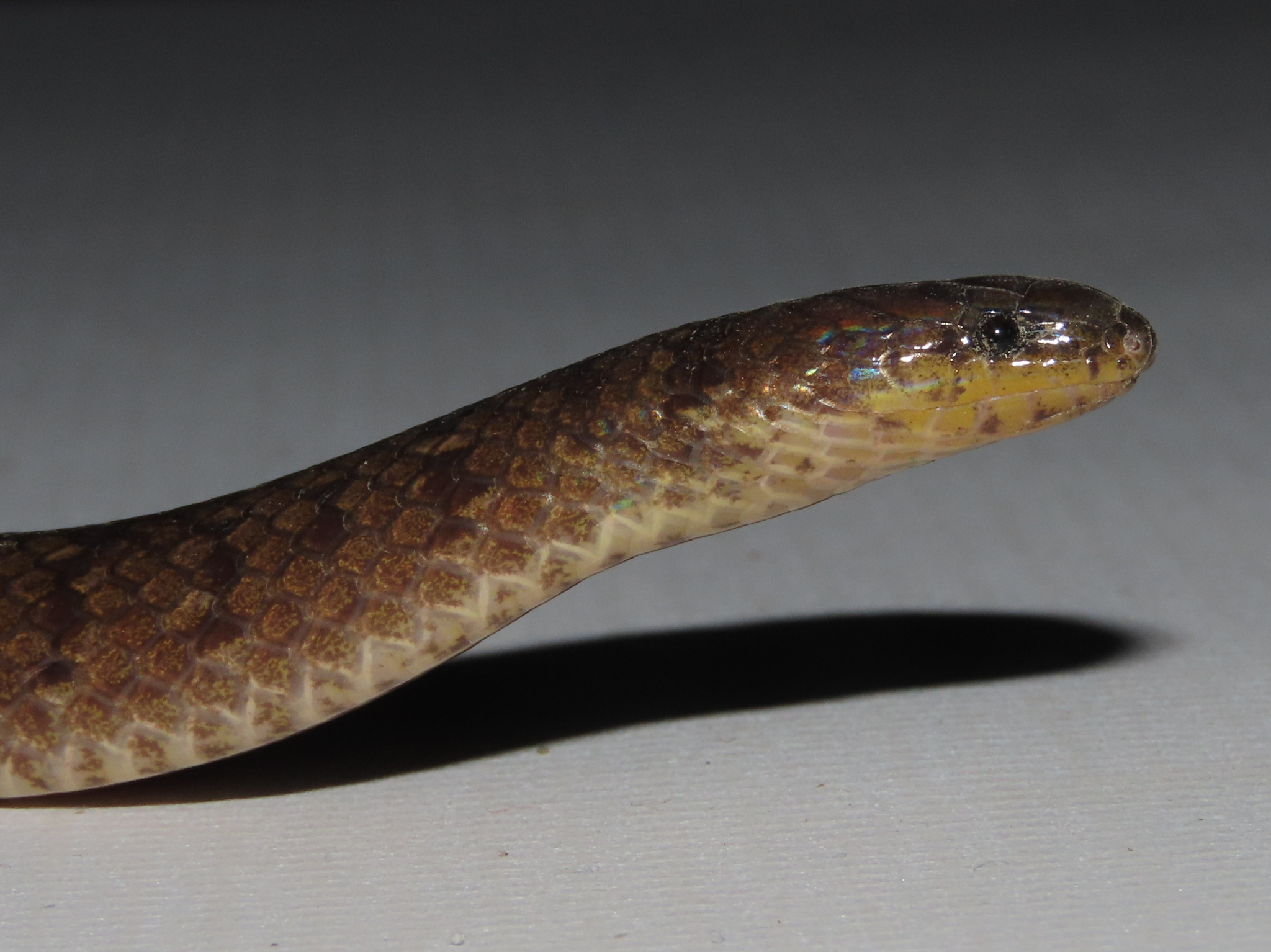 Atractus nicefori Amaral, 1930