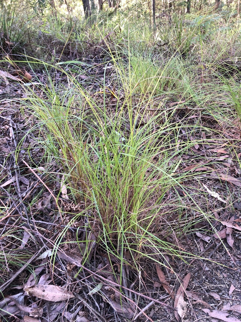 Kangaroo Grass from Glass House Mountains National Park, Wootha, QLD ...