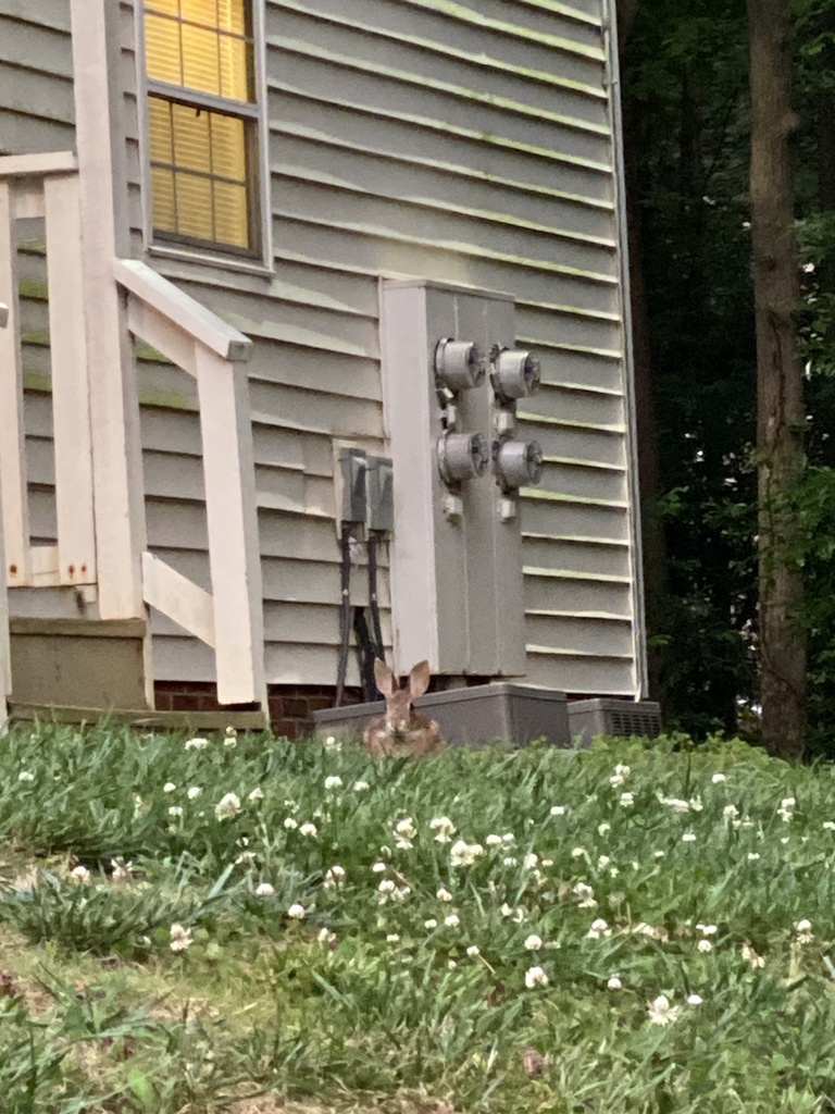 Eastern Cottontail from Aileen Dr, Raleigh, NC, US on May 31, 2023 at ...