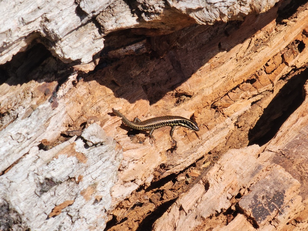 Yellow-bellied Water Skink from Melbourne VIC, Australia on December 10 ...