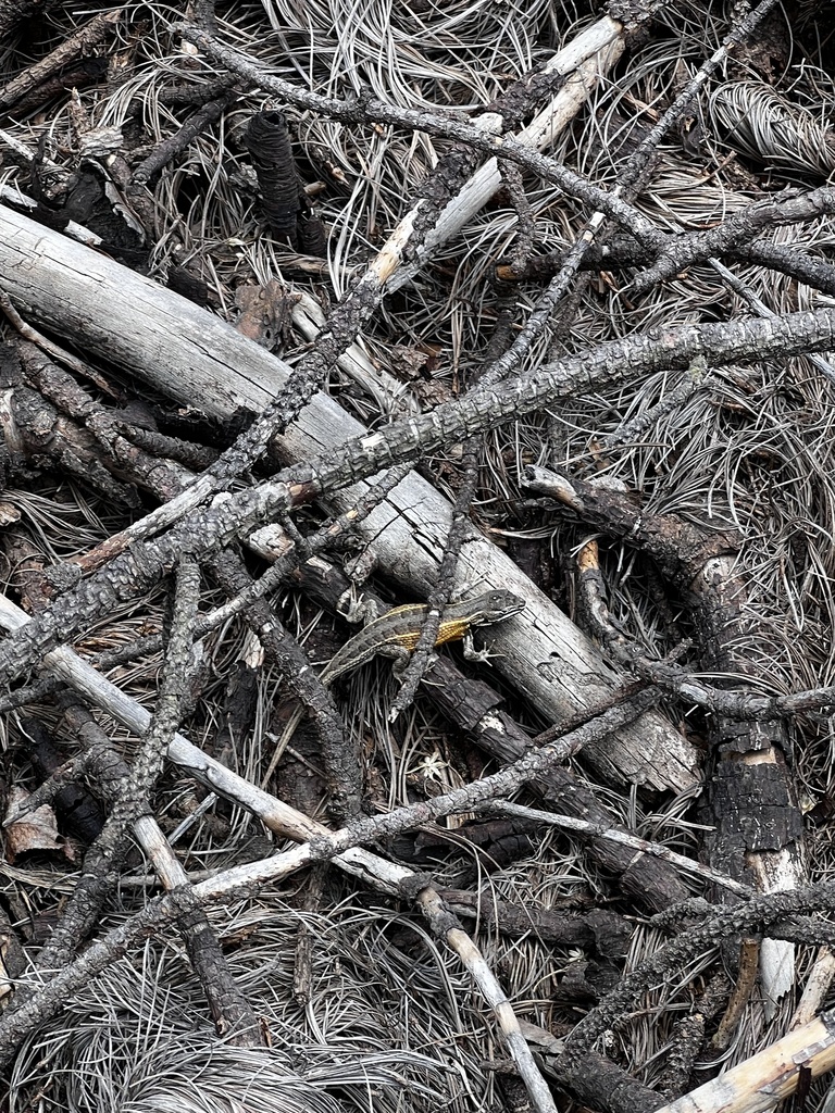Plateau Bunchgrass Lizard from Reserva de la Biósfera Mariposa Monarca ...