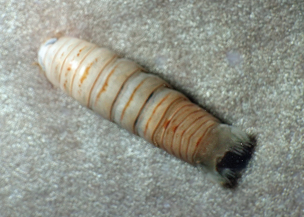 Aega from Point Murat, Exmouth, WA, Australia on May 31, 2023 at 01:21 ...