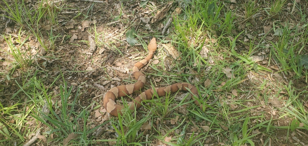 Broad-banded Copperhead from Baird, TX 79504, USA on May 31, 2023 at 02 ...