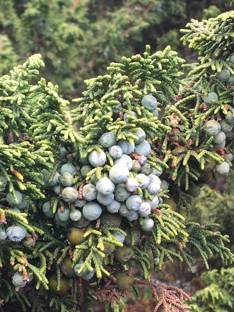 Mexican mountain juniper from Reserva de la Biósfera Mariposa Monarca ...