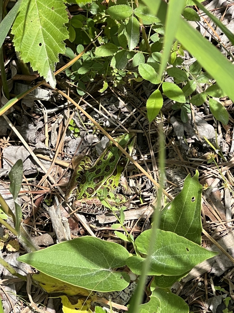 Southern Leopard Frog from Buffalo City Rd, Manns Harbor, NC, US on May ...