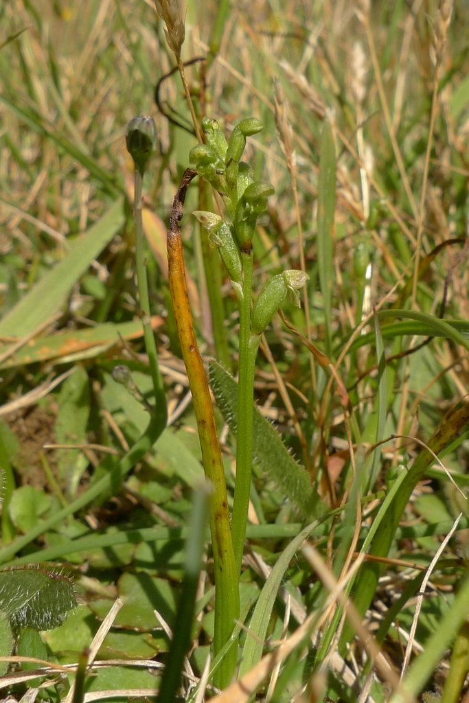 Small Onion Orchid in January 2016 by Leon Perrie. Fairly common ...