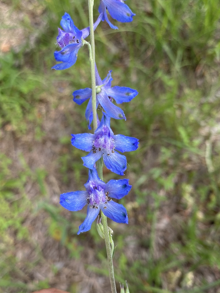 Wild Blue Larkspur in May 2023 by jim · iNaturalist