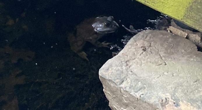 American Bullfrog from Stoneleige St, Fort Smith, AR, US on May 31 ...