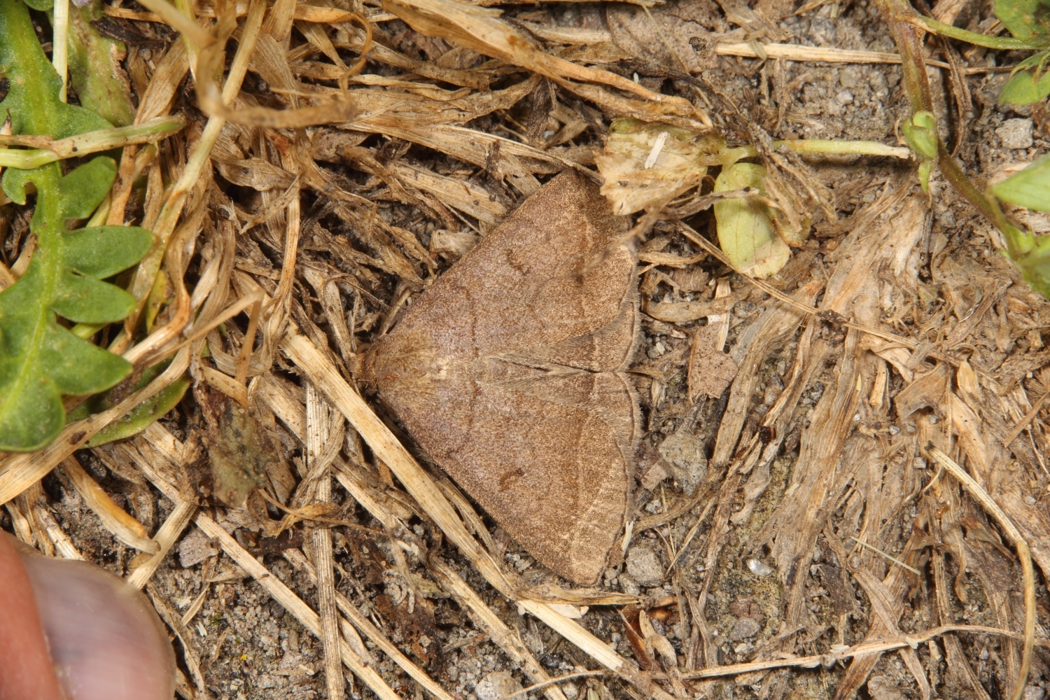 Zanclognatha lunalis (Scopoli, 1763)