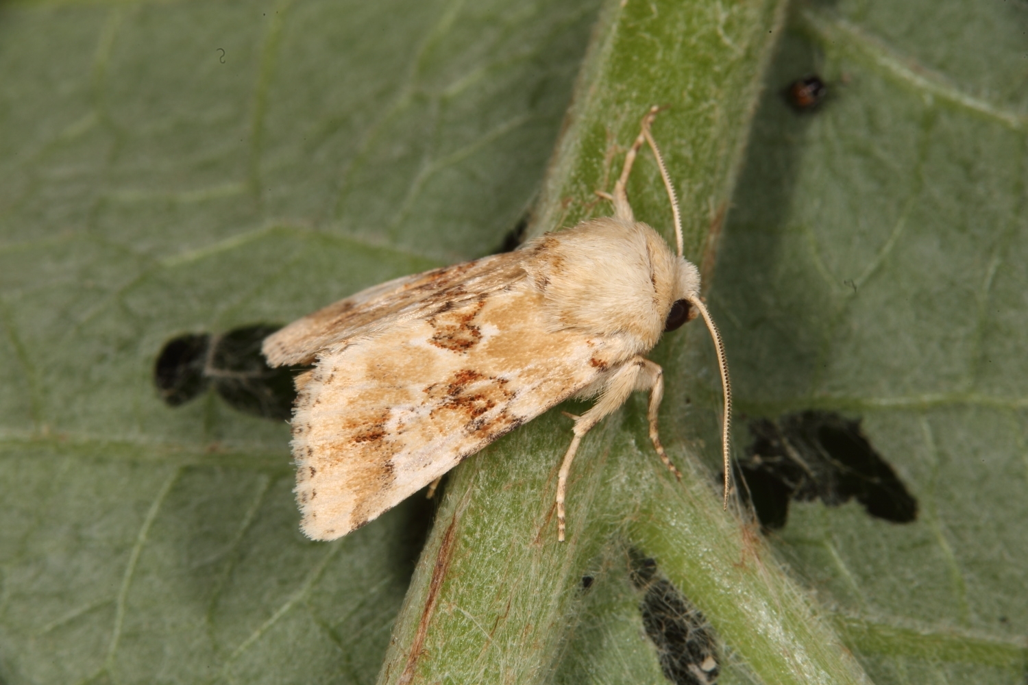 Eremobia ochroleuca (Denis & Schiffermüller), 1775