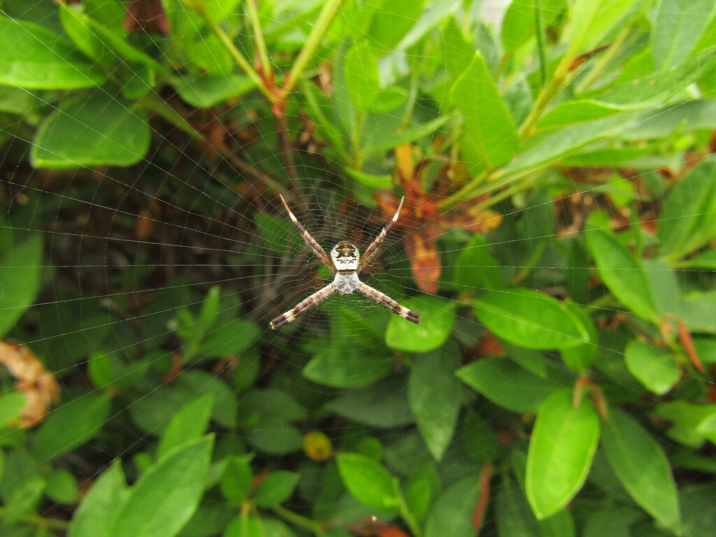 Kogane-gumo Spider from Monobe, Nankoku, Kochi 783-0093, Japan on May ...
