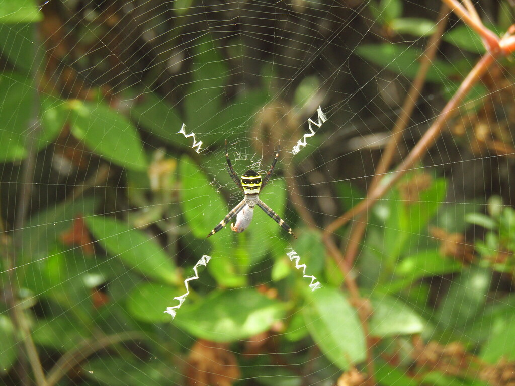 Kogane-gumo Spider from Monobe, Nankoku, Kochi 783-0093, Japan on May ...