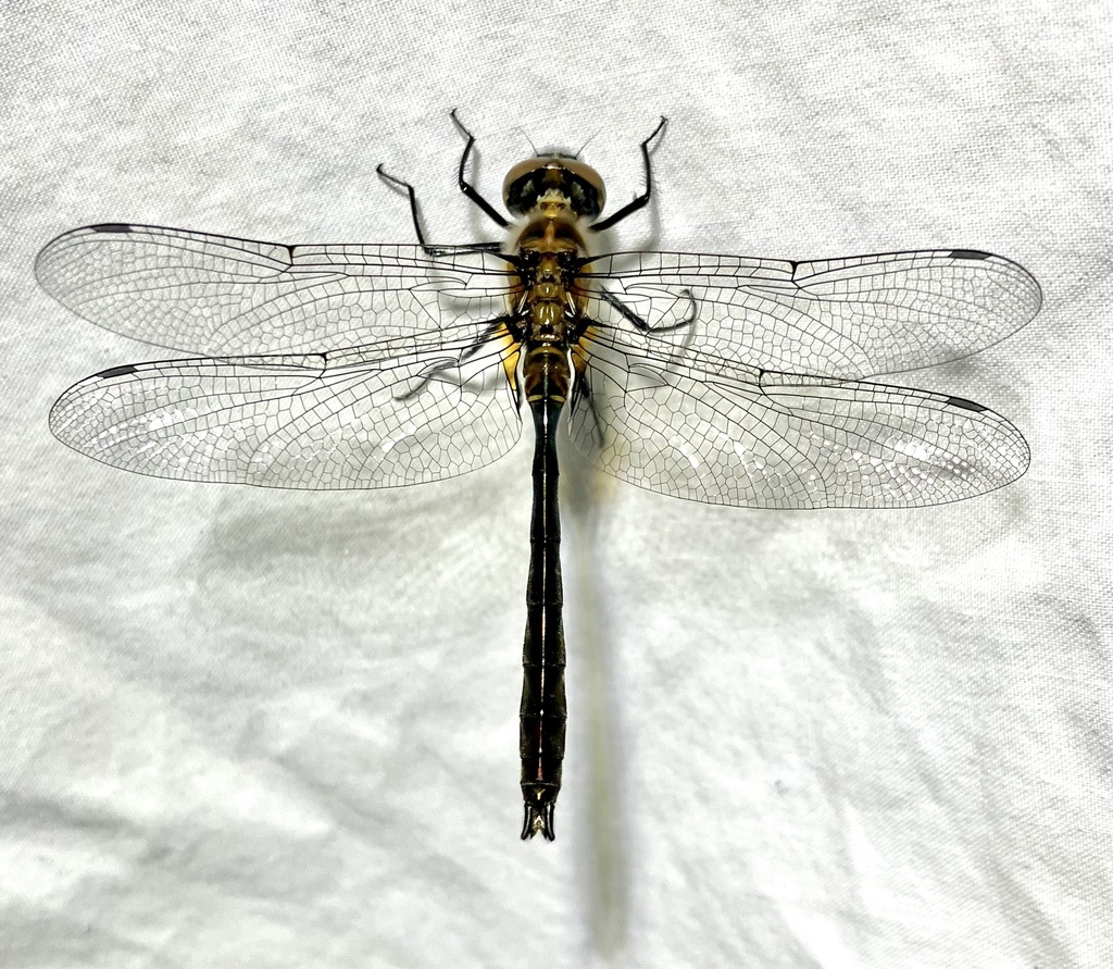 American Emerald from Stone Rd, Wendell, MA, US on May 31, 2023 at 10: ...