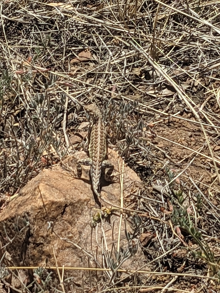 Earless Lizards from Sonoita, AZ 85637, USA on May 22, 2023 at 12:13 PM ...