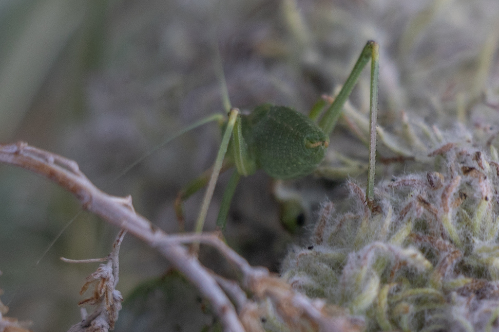 California Chaparral Katydid from Pinon Hills, CA, USA on May 31, 2023 ...