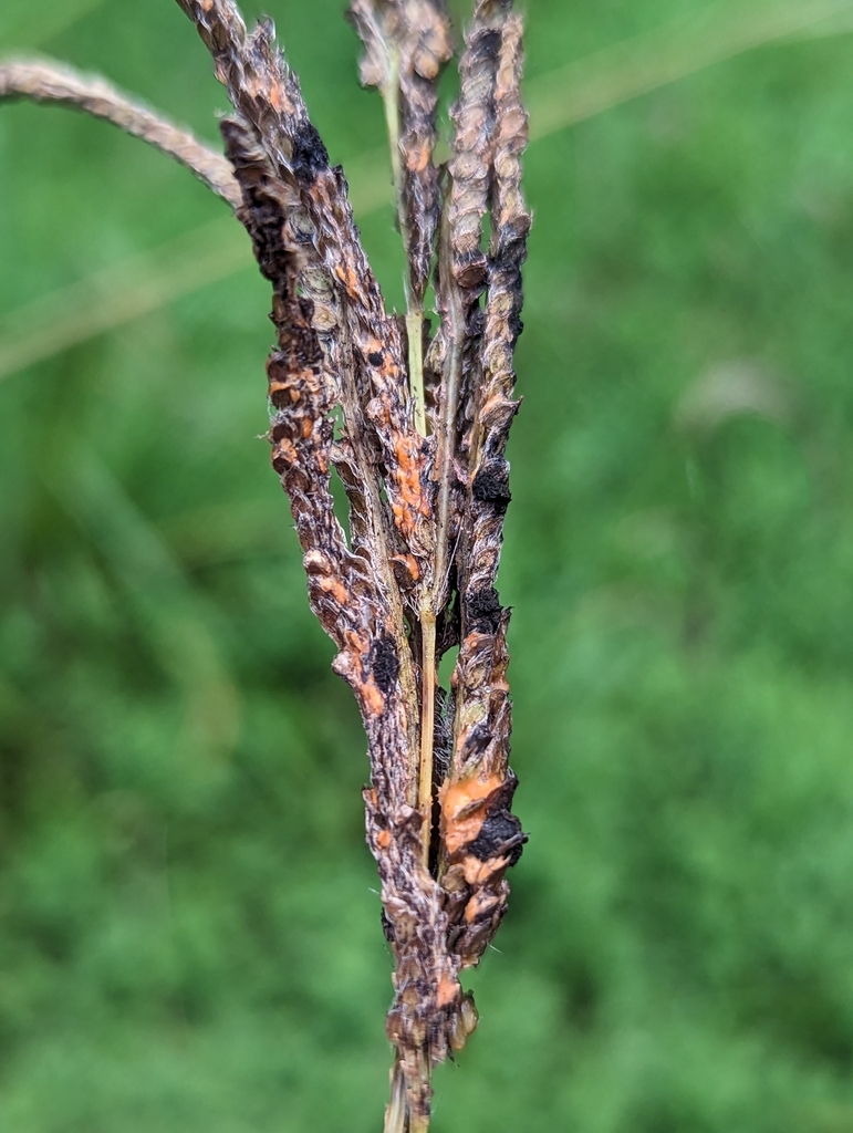 Epicoccum andropogonis from Auckland 0793, New Zealand on June 01, 2023 ...