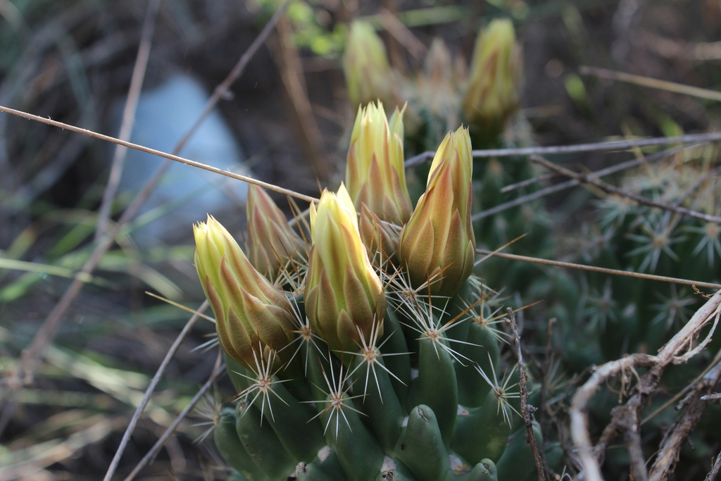 Coryphantha octacantha in May 2023 by Noemí Velasco Rubí · iNaturalist