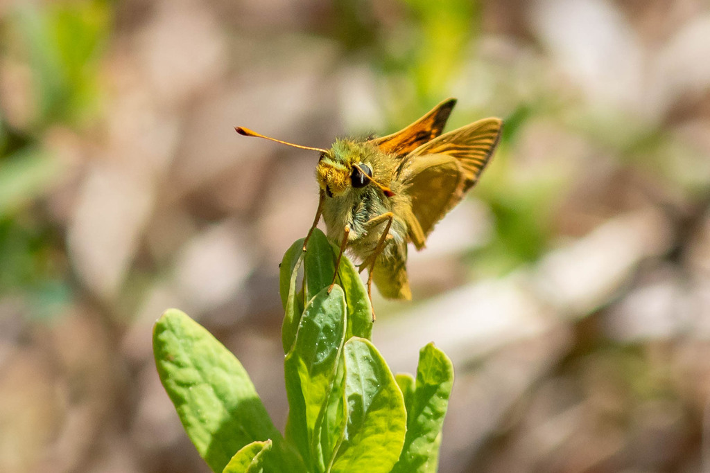 Indian Skipper from Concord, NH, USA on May 30, 2023 at 12:56 PM by ...