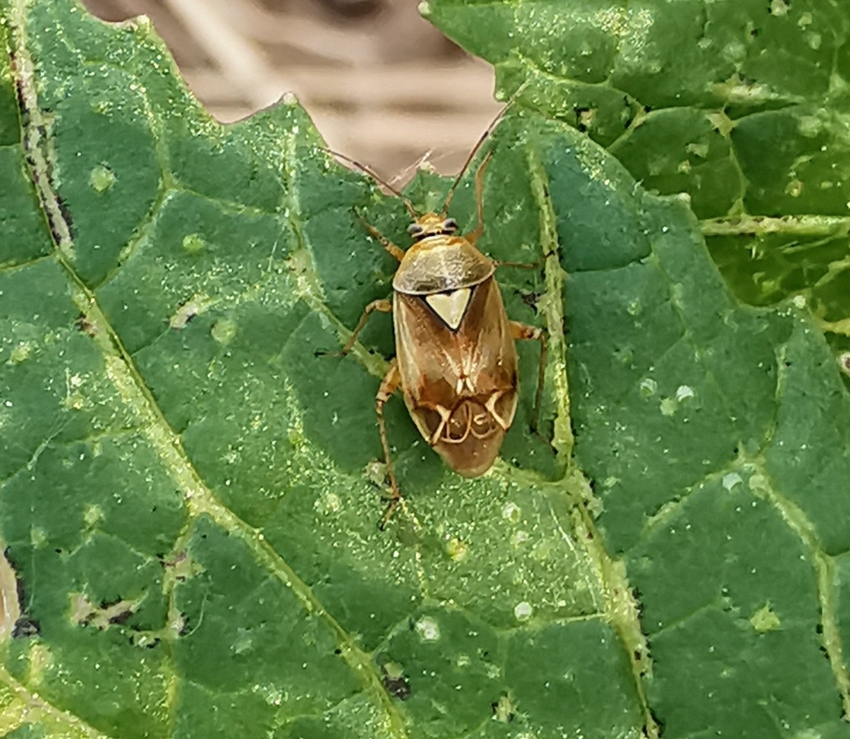 Lygus pratensis (Linnaeus, 1758)