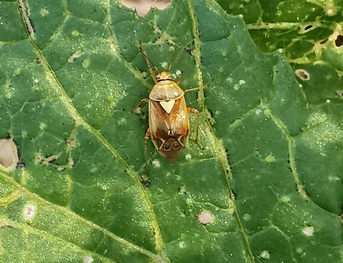 Lygus pratensis (Linnaeus, 1758)