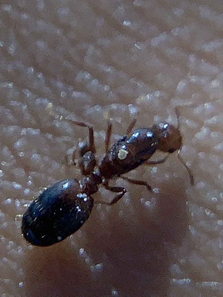 Red Imported Fire Ant from Surfside Beach, Surfside Beach, TX, US on ...