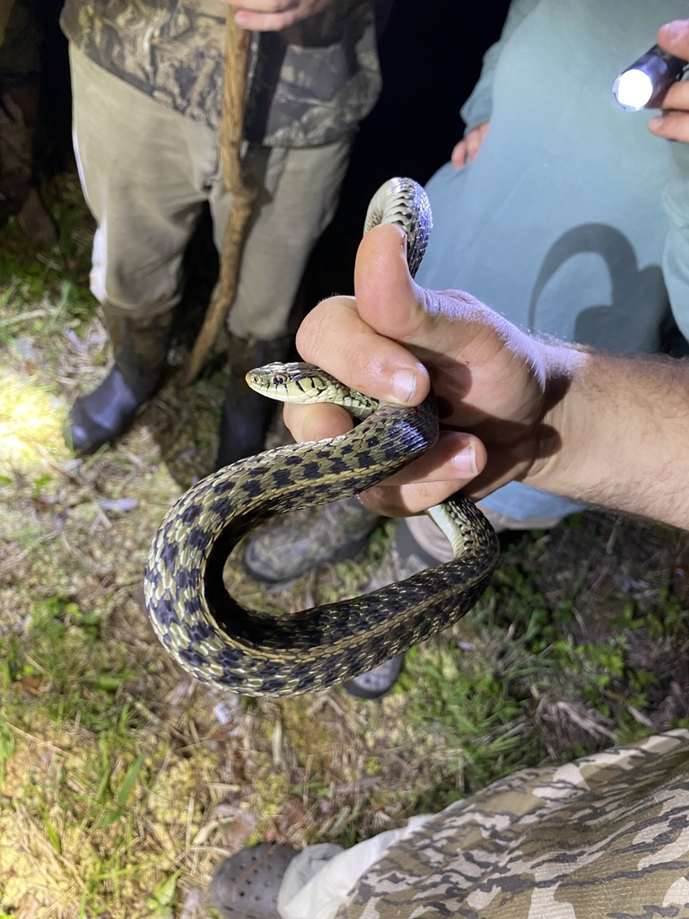 Eastern Garter Snake in May 2023 by ezs0082 · iNaturalist