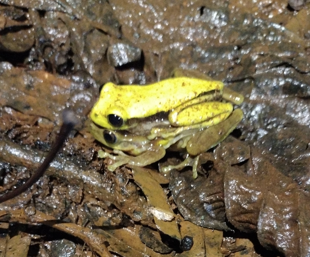 Meadow Tree Frog from Abangares, CR-GU, CR on May 31, 2023 at 09:35 PM ...