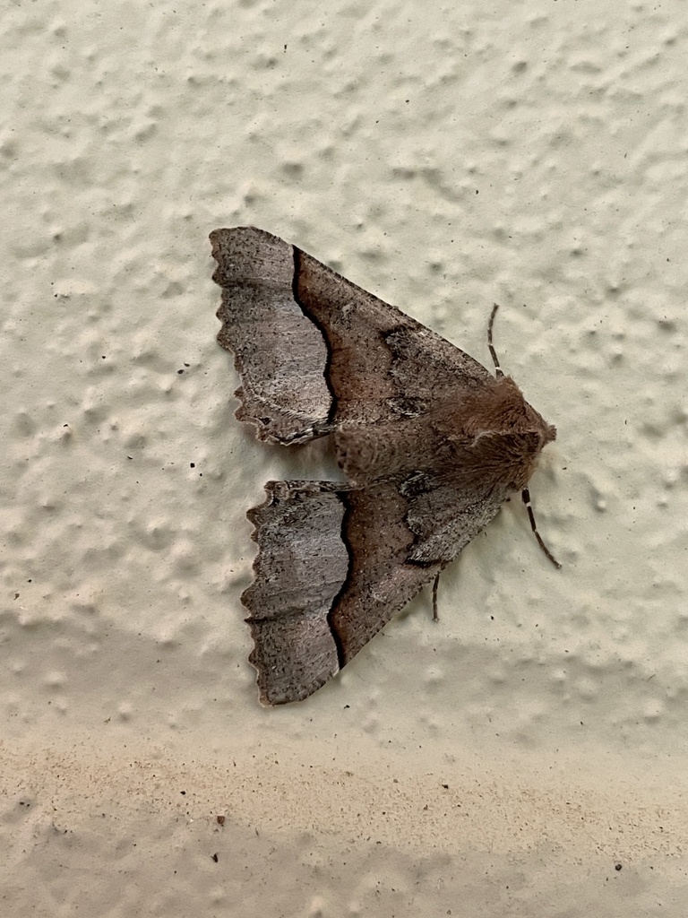 Behr's Pero Moth from Sanborn County Park, Saratoga, CA, US on May 13 ...