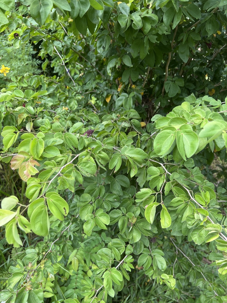 African rosewoods from Putrajaya, Putrajaya, MY on June 1, 2023 at 11: ...
