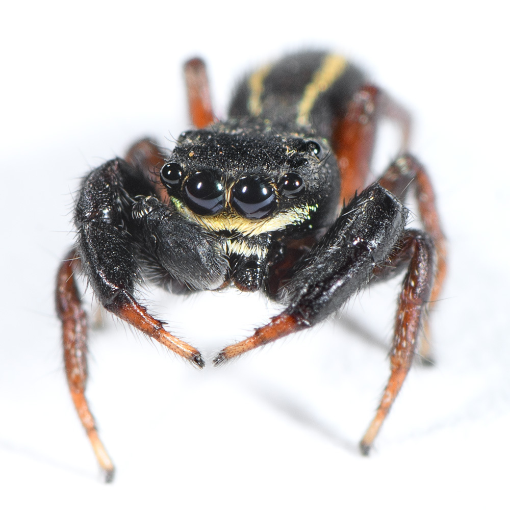 Ribbon Jumping Spider from Los Angeles, CA, USA on May 30, 2023 at 07: ...